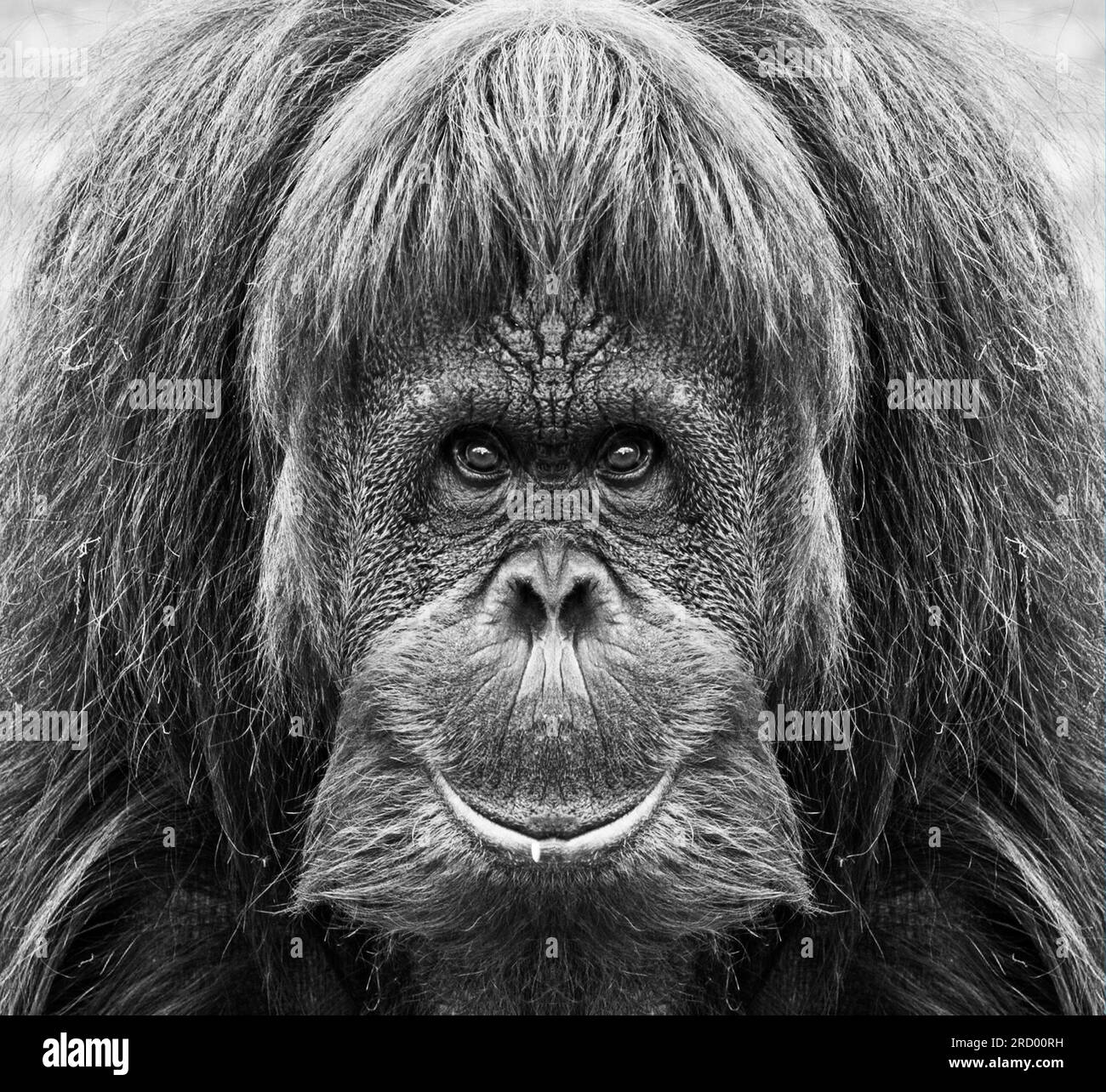 A beautiful black and white portrait of a monkey at close range that ...