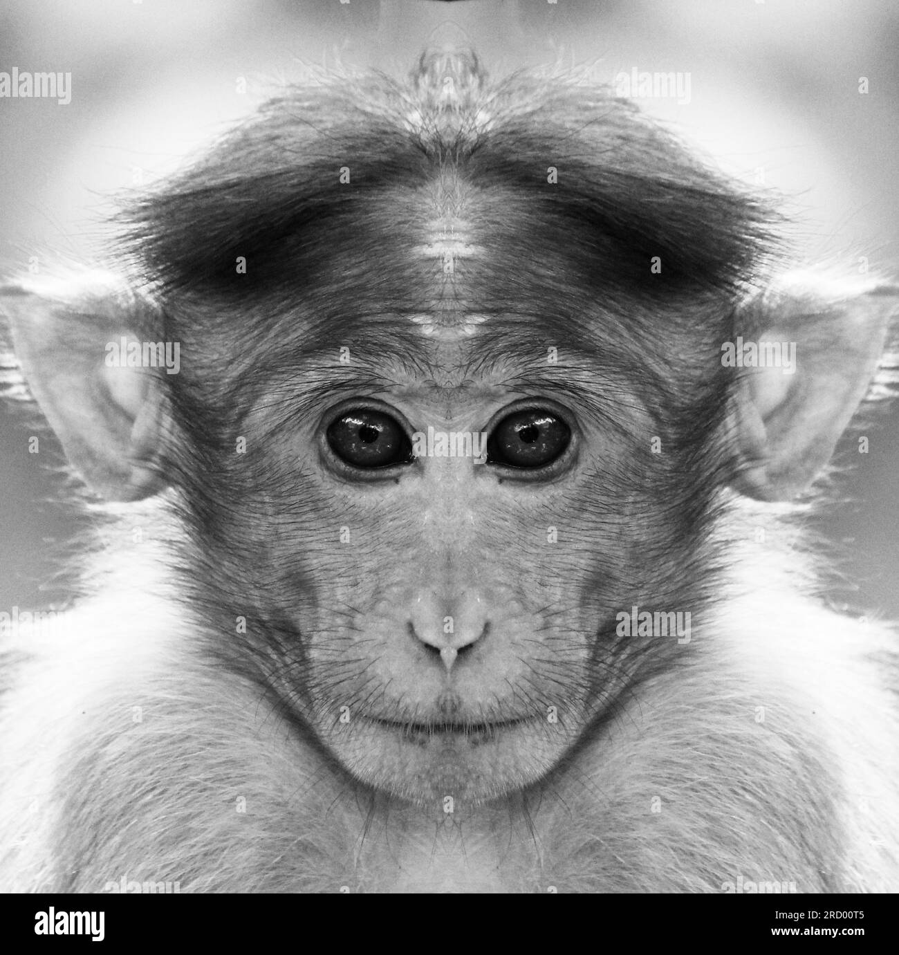 A beautiful black and white portrait of a monkey at close range that ...