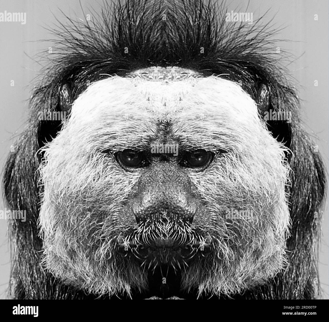 A beautiful black and white portrait of a monkey at close range that ...
