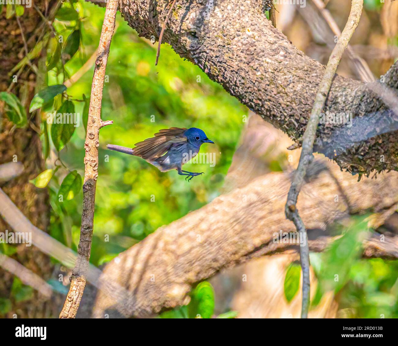 White Bellied Blue Flycatcher jumping on a tree Stock Photo - Alamy