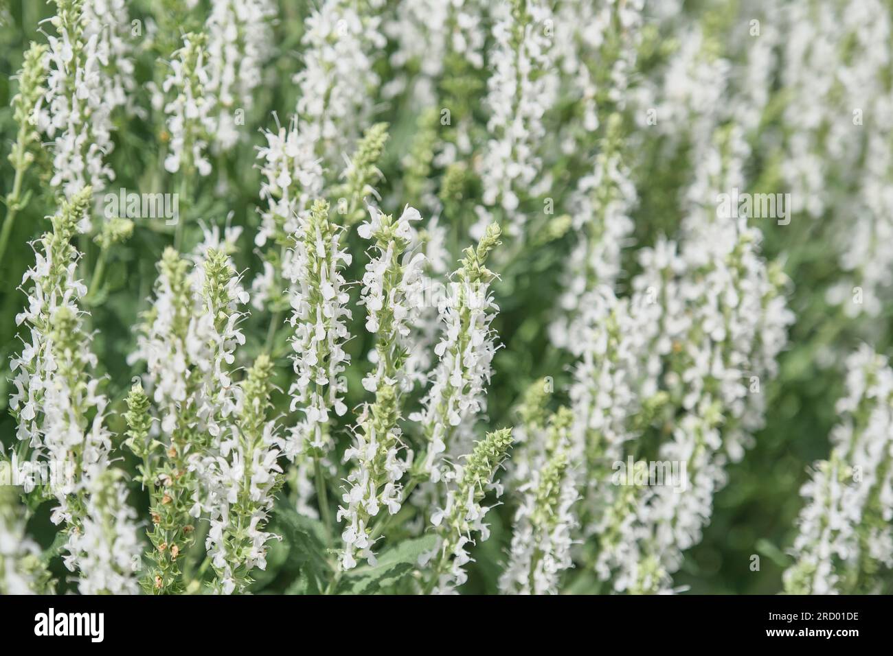 Decorative flowering plant white Salvia as Summer floral background ...