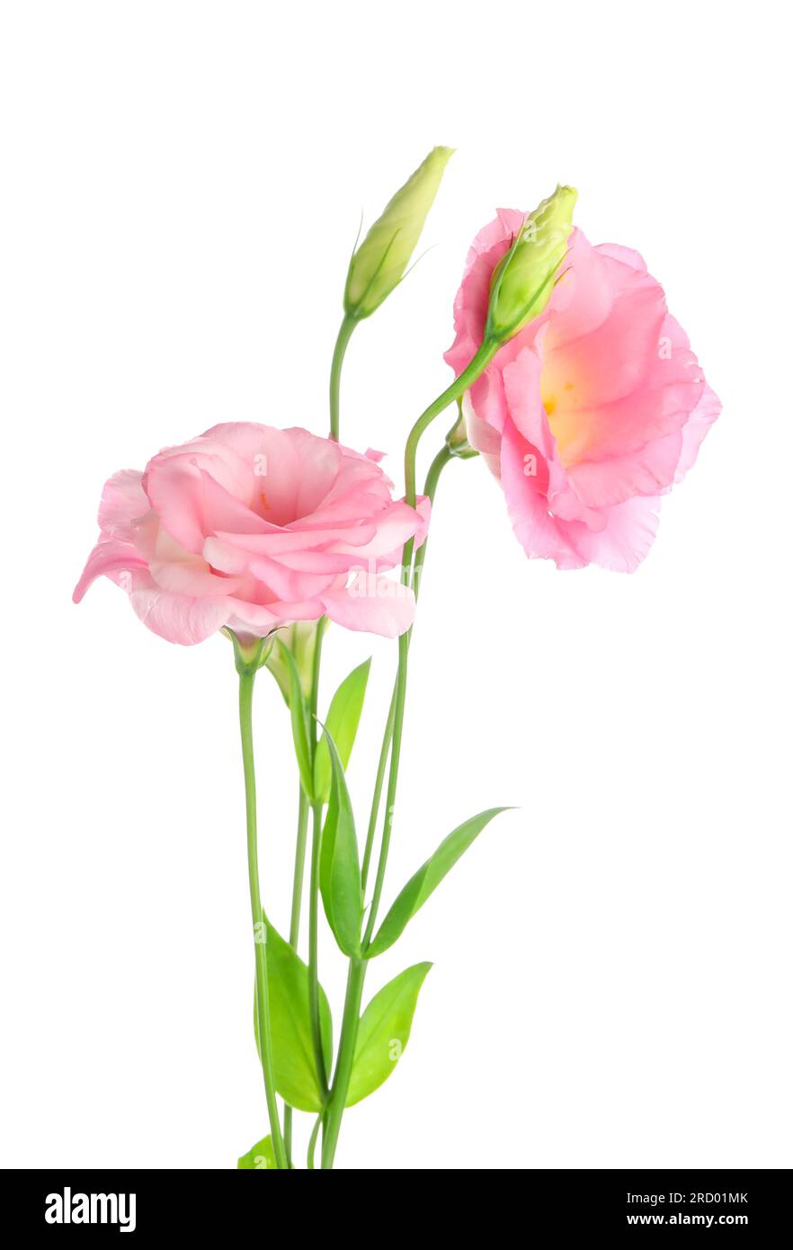 Beautiful pink eustoma flowers on white background Stock Photo - Alamy