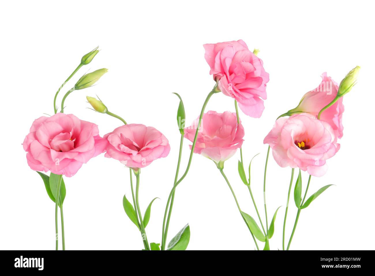 Beautiful pink eustoma flowers on white background Stock Photo - Alamy