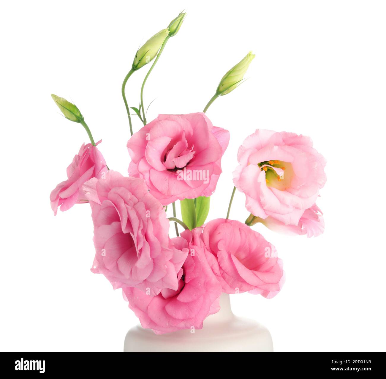 Vase with beautiful pink eustoma flowers on white background Stock ...