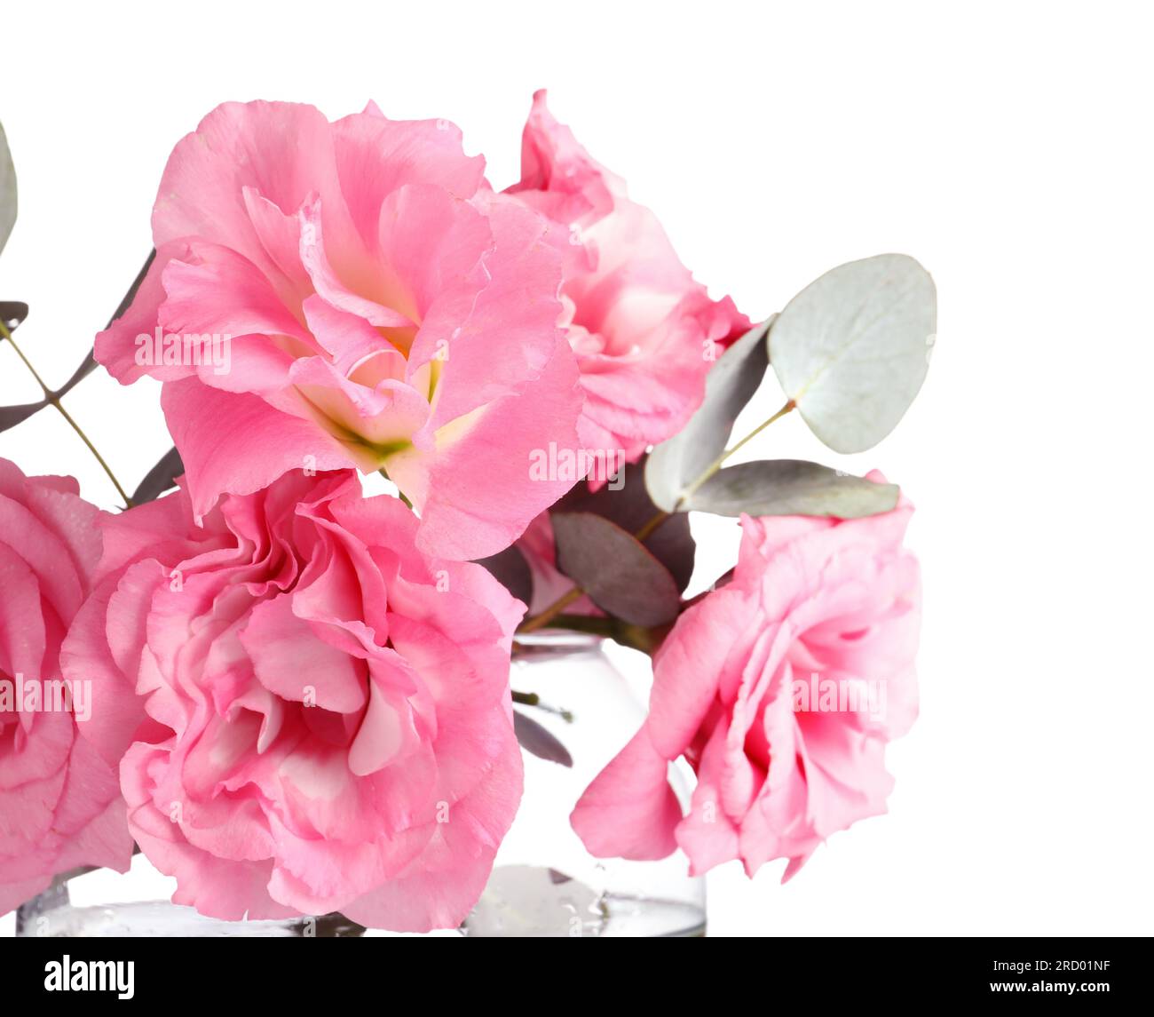 Beautiful pink eustoma flowers and eucalyptus on white background Stock ...