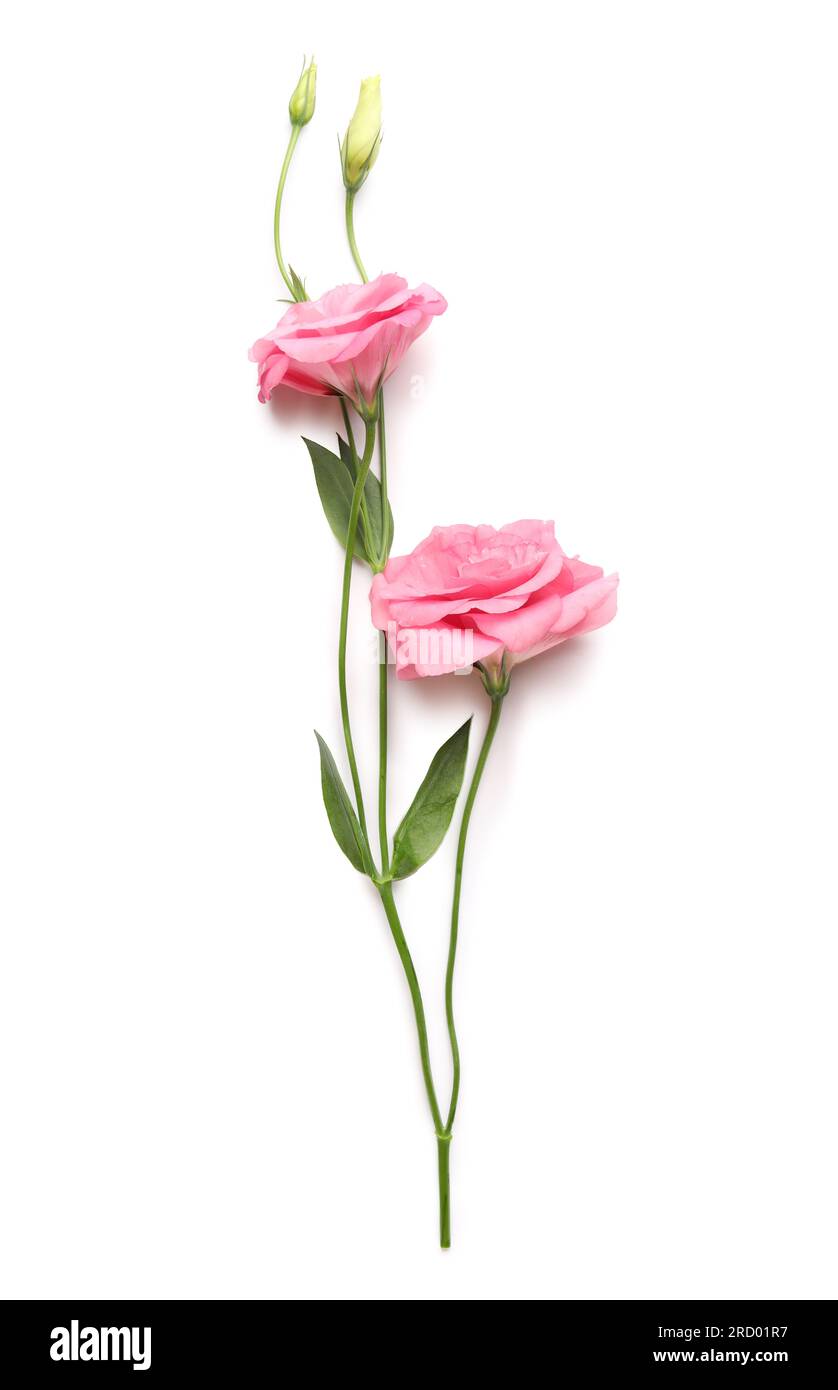 Beautiful pink eustoma flowers on white background Stock Photo - Alamy