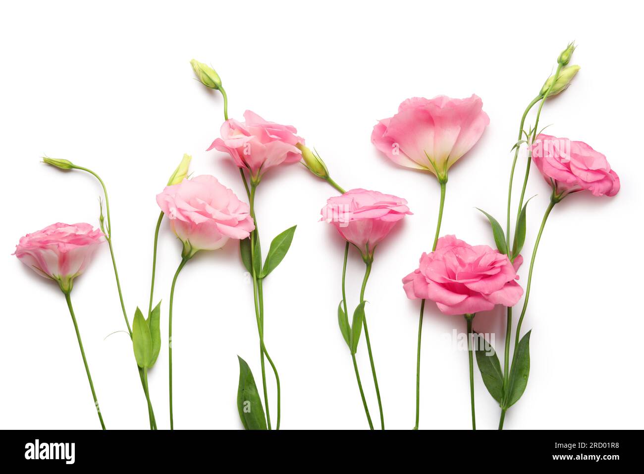 Beautiful pink eustoma flowers on white background Stock Photo - Alamy