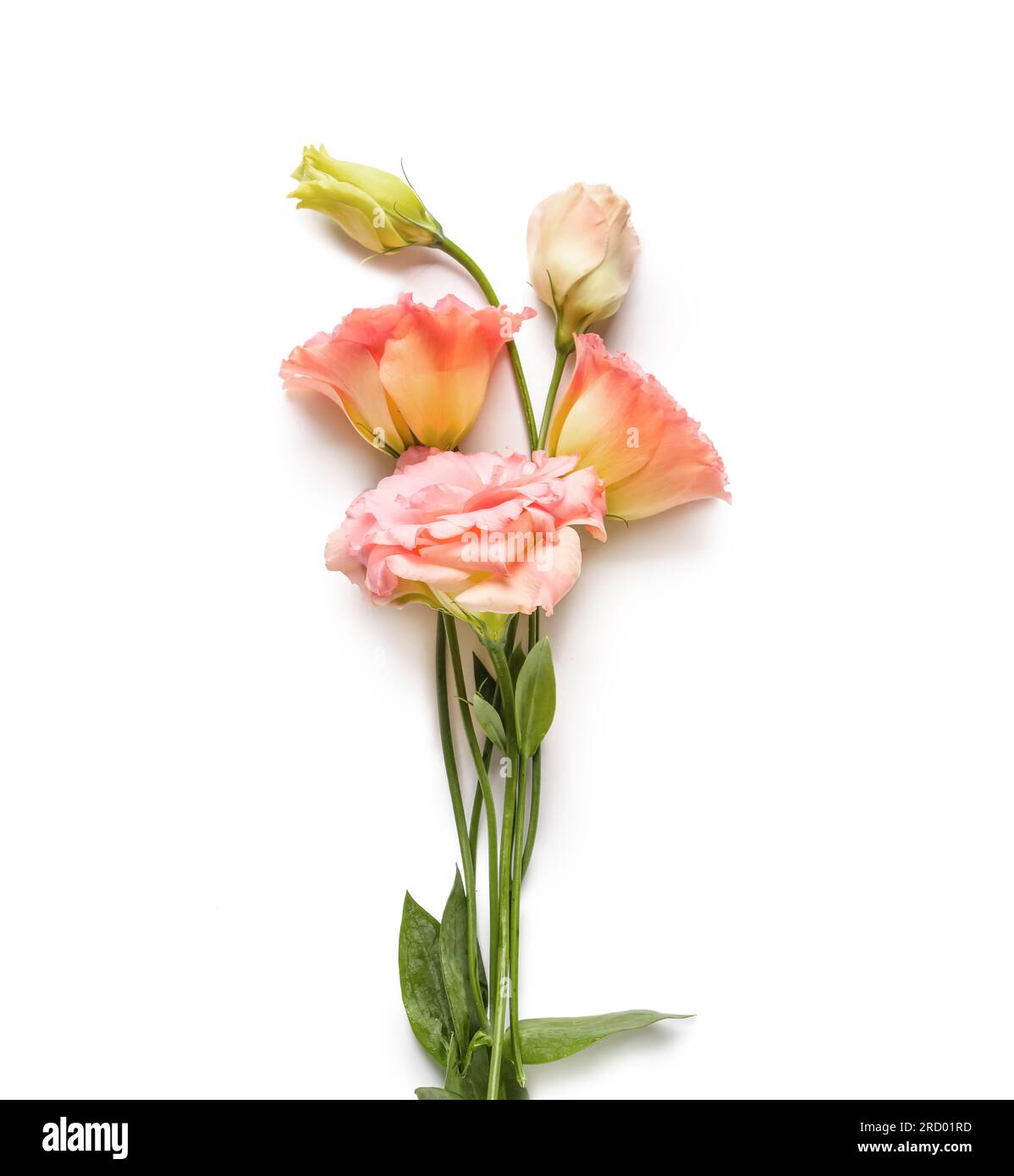 Beautiful pink eustoma flowers on white background Stock Photo - Alamy