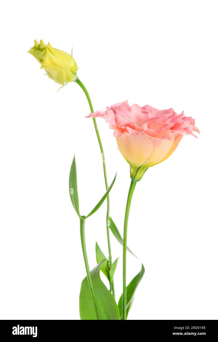 Beautiful pink eustoma flowers on white background Stock Photo - Alamy