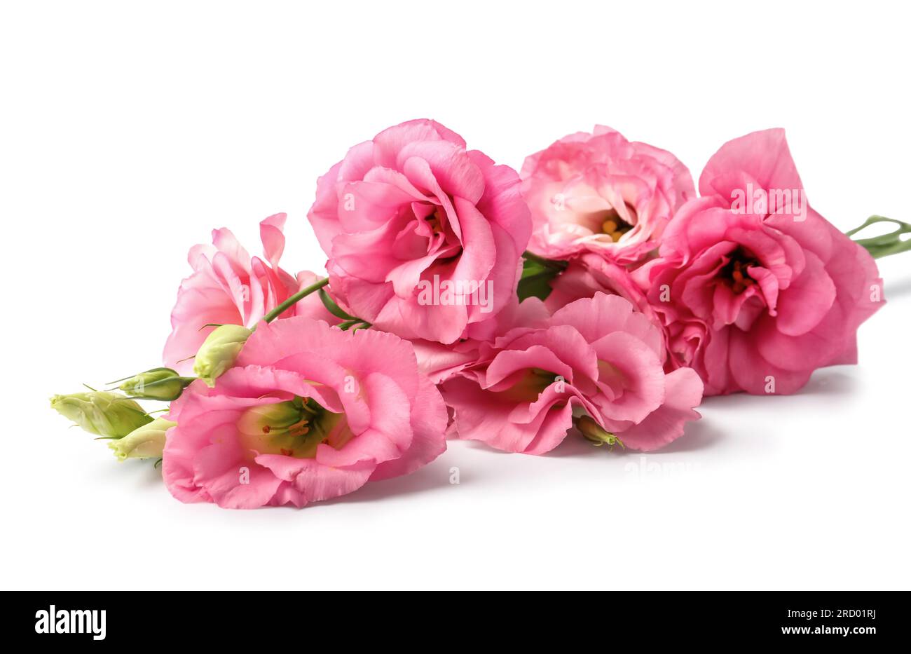 Beautiful pink eustoma flowers on white background Stock Photo - Alamy