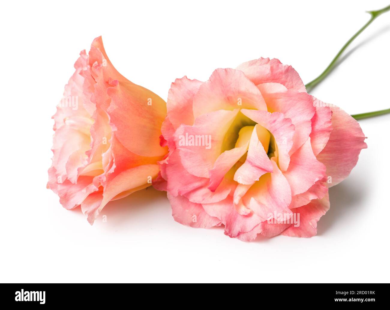 Beautiful pink eustoma flowers on white background Stock Photo - Alamy