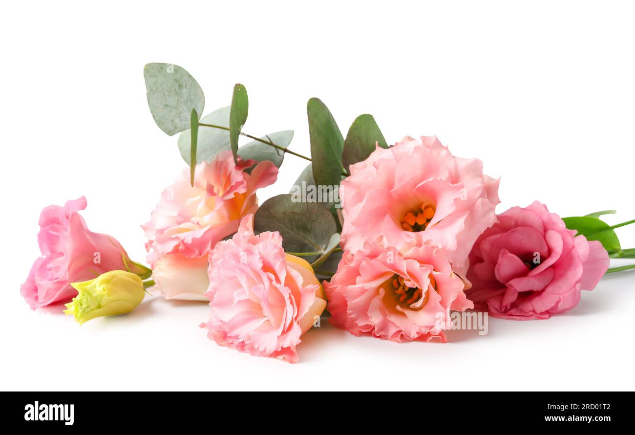 Beautiful pink eustoma flowers and eucalyptus on white background Stock ...