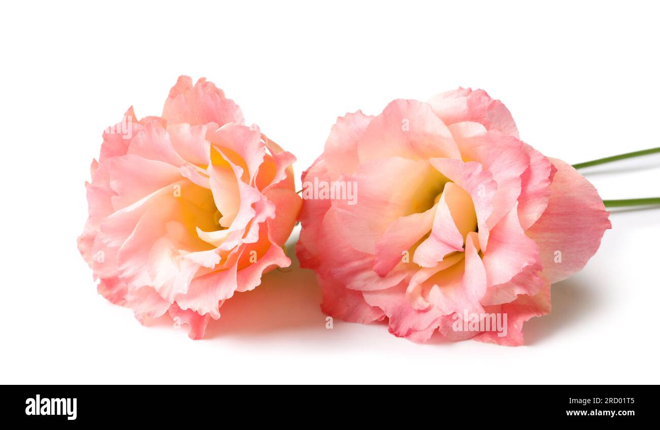 Beautiful pink eustoma flowers on white background Stock Photo - Alamy