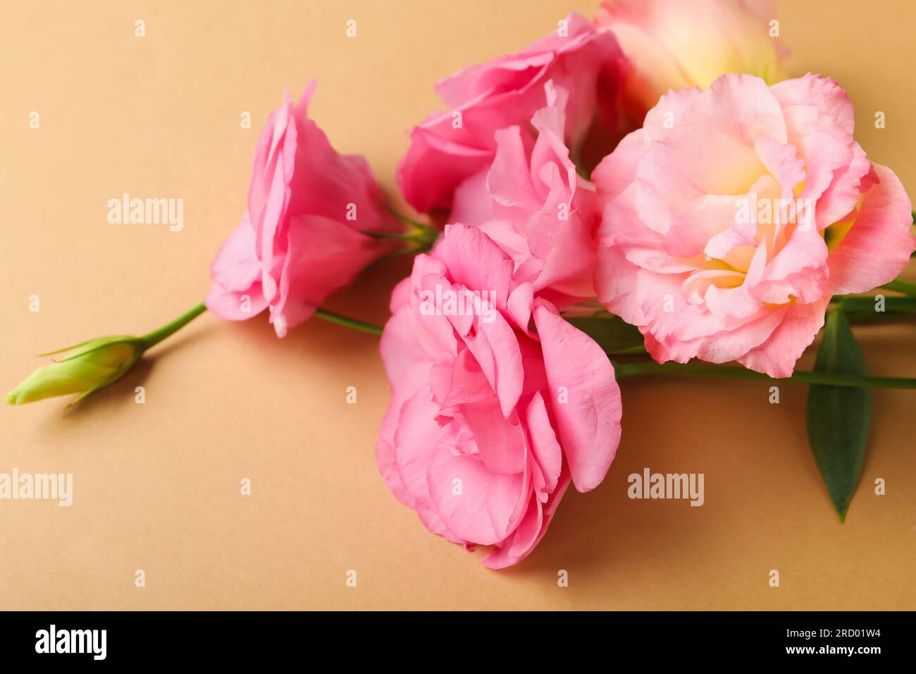 Beautiful pink eustoma flowers on brown background Stock Photo - Alamy