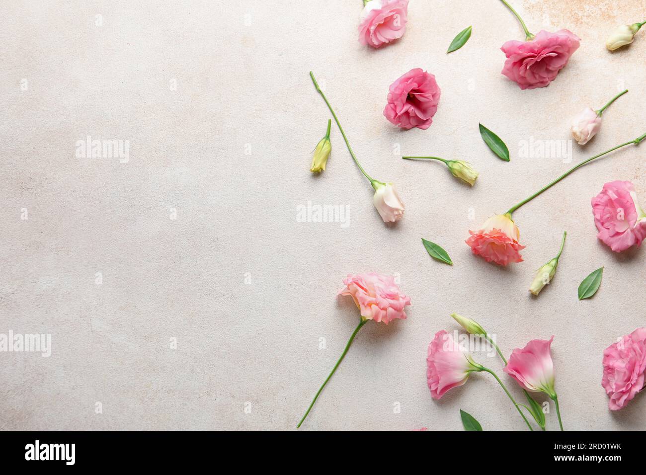 Beautiful pink eustoma flowers on white background Stock Photo - Alamy