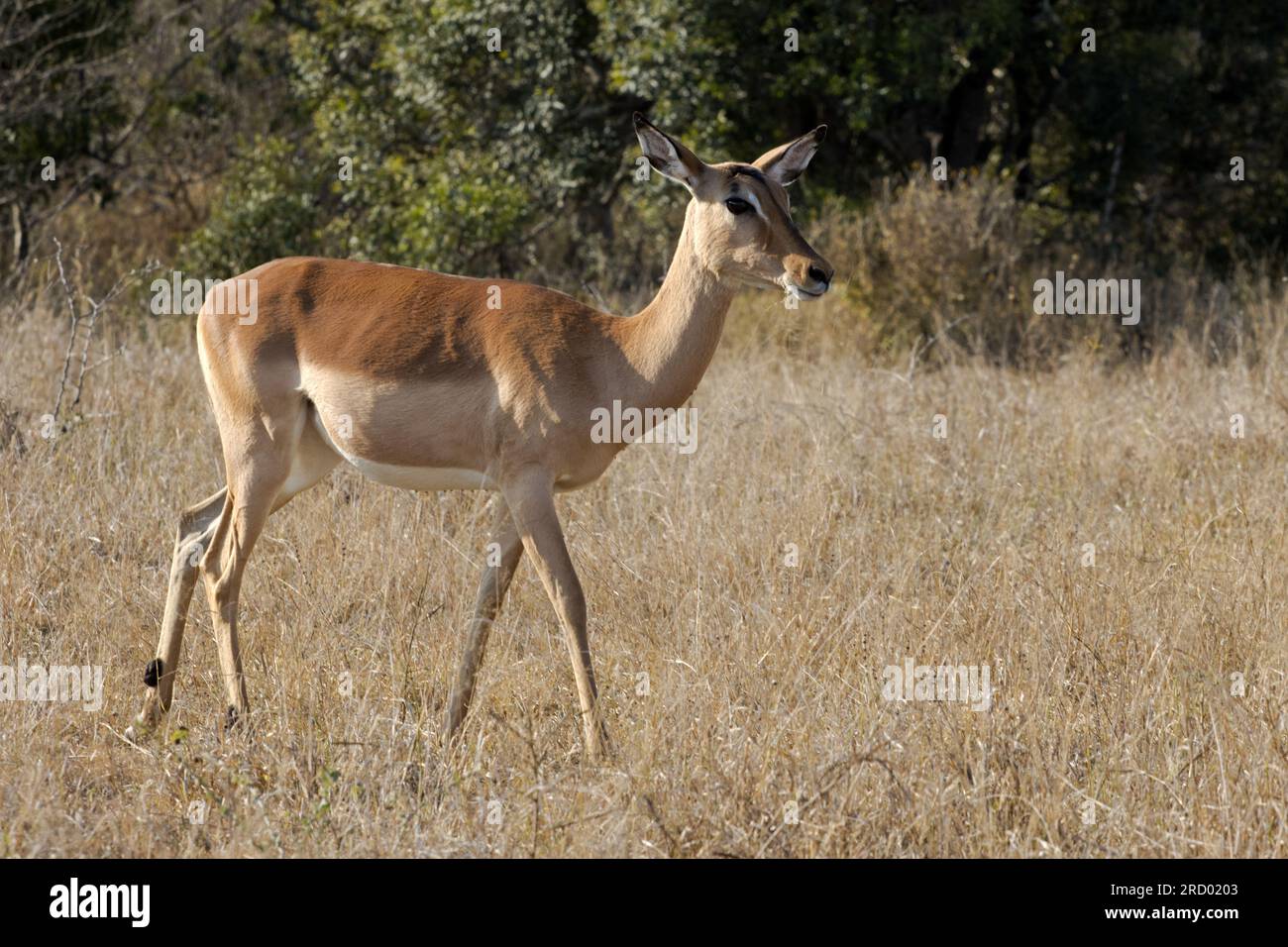 Impala rooibok aepyceros melampus hi-res stock photography and images ...