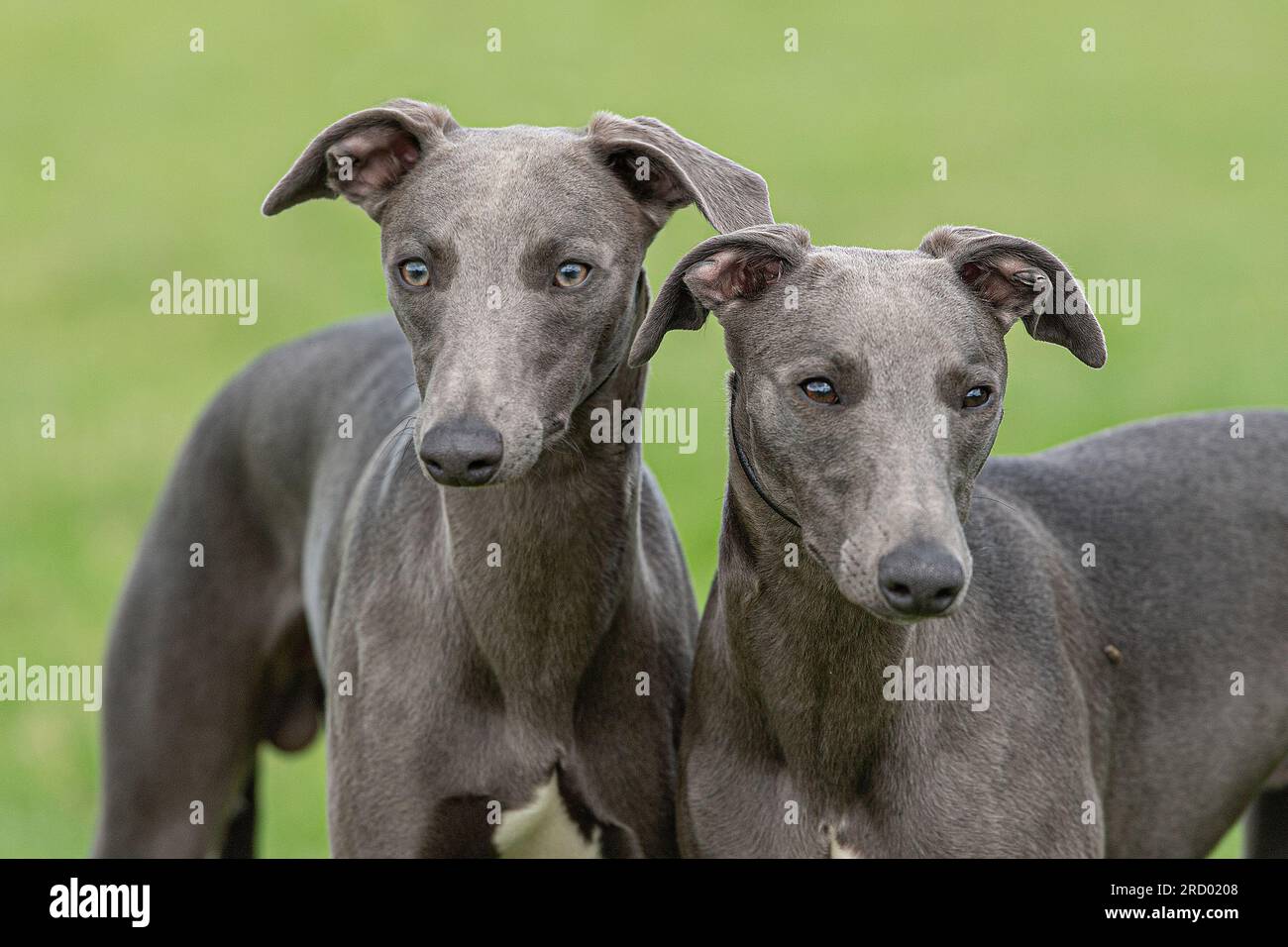 two blue whippets Stock Photo - Alamy