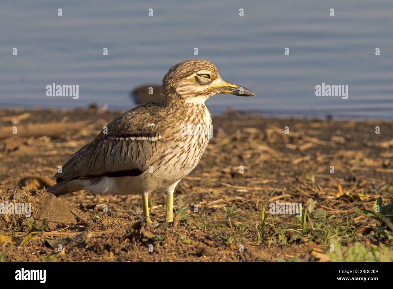 Water dikkop burhinus vermiculatus hi-res stock photography and images ...