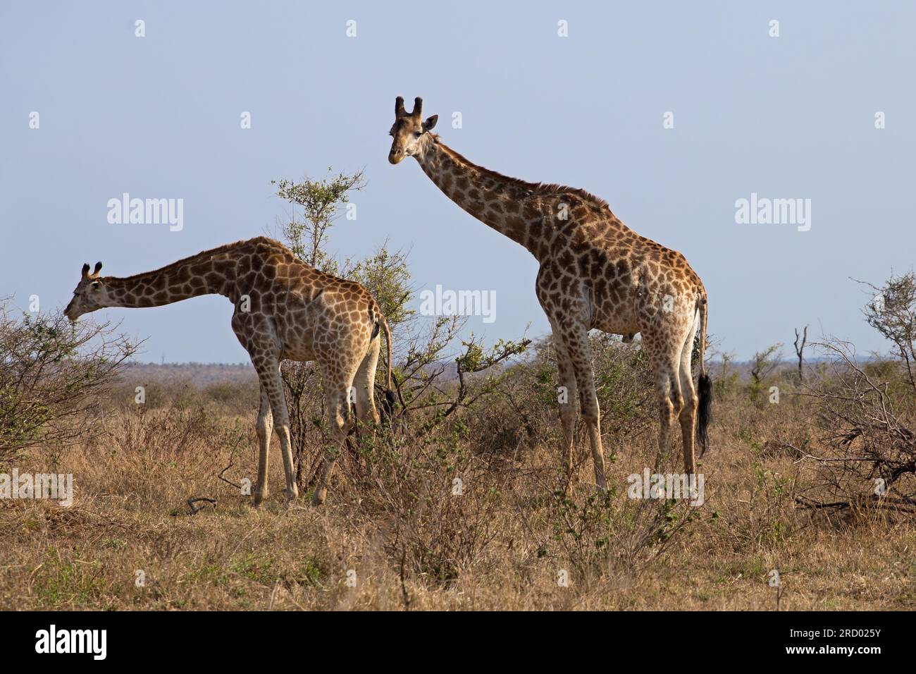 Giraffe hoofed giraffes hi-res stock photography and images - Alamy
