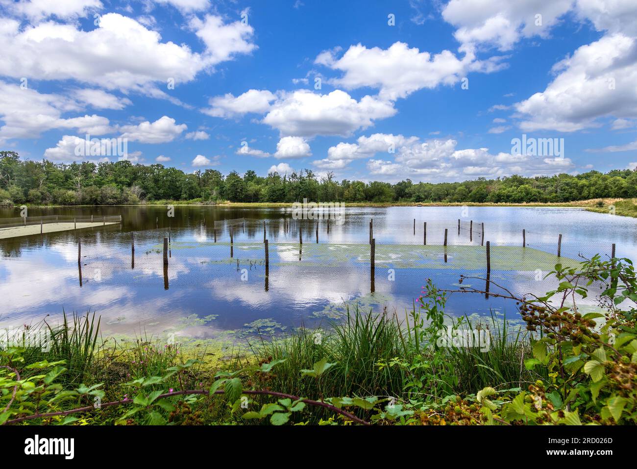Commercial fish pond hi-res stock photography and images - Alamy