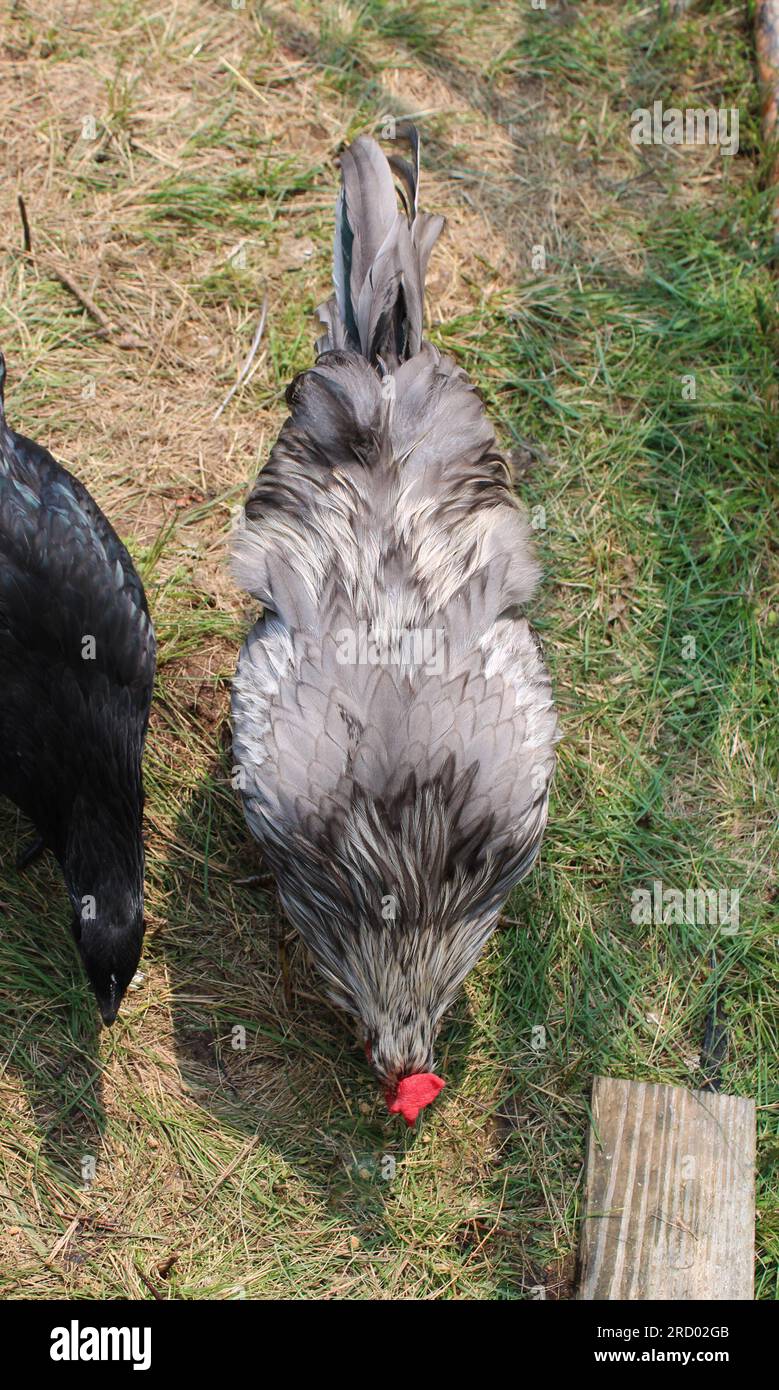 A Top View of a Young Silver and Gray Whiting True Blue Rooster Stock ...