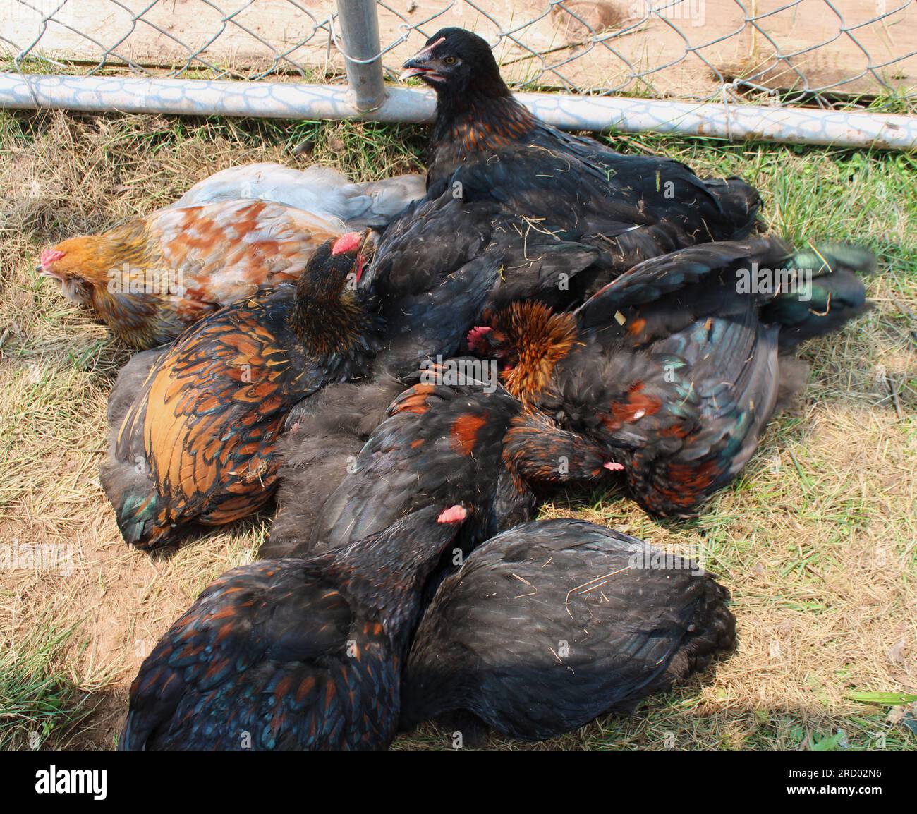 A Group of Young Chickens Dust Bathing on the Ground Stock Photo - Alamy