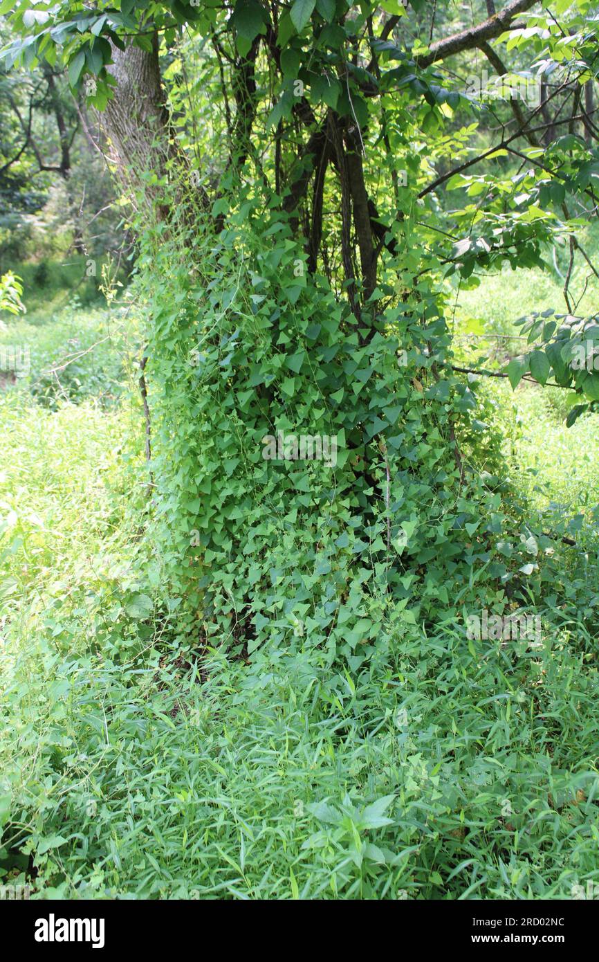 Asiatic tearthumb hi-res stock photography and images - Alamy