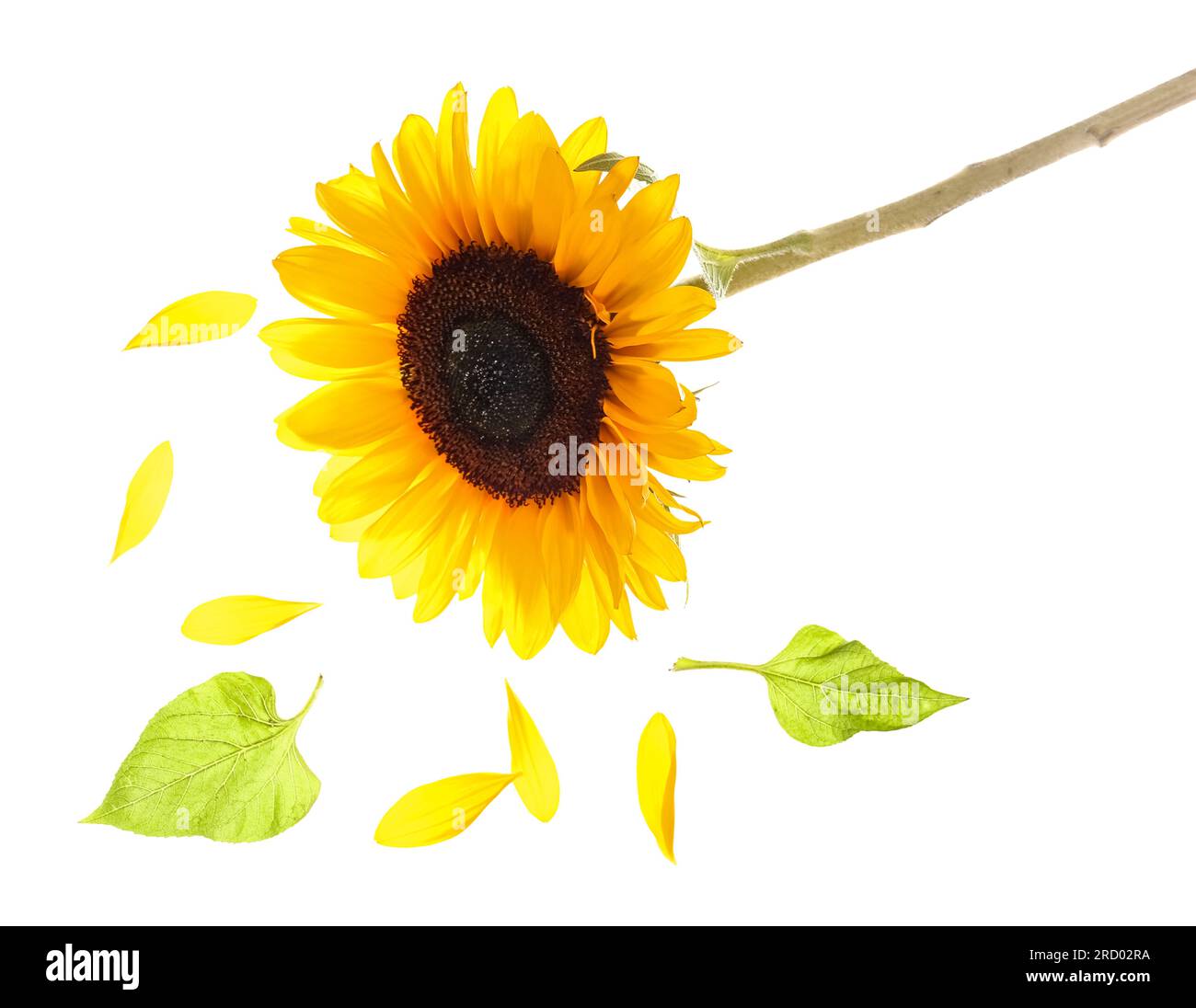 Flying sunflower, petals and leaves on white background Stock Photo - Alamy