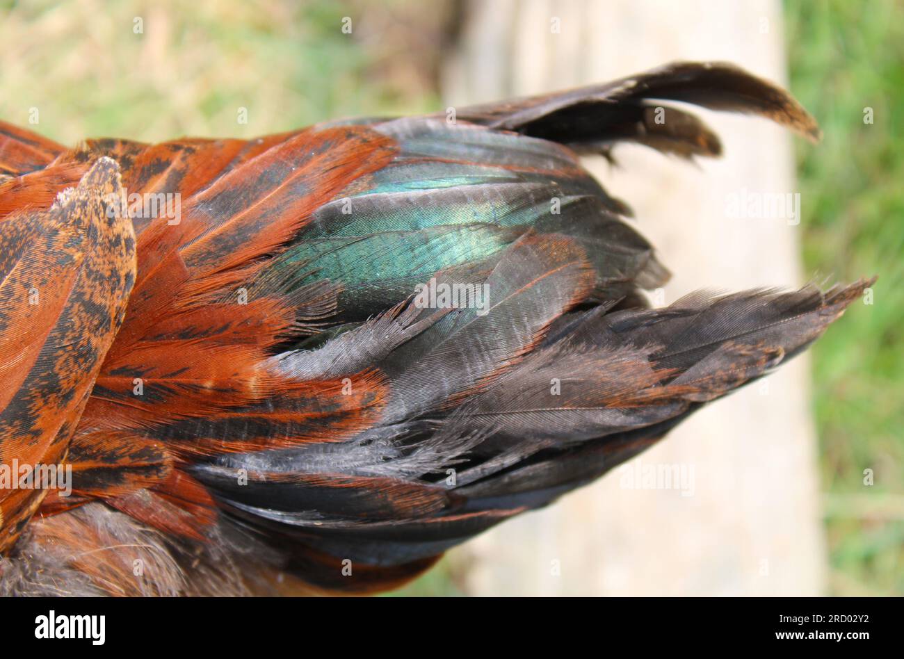 Black Feathers on a Young Chicken's Tail with a Green Sheen Stock Photo ...