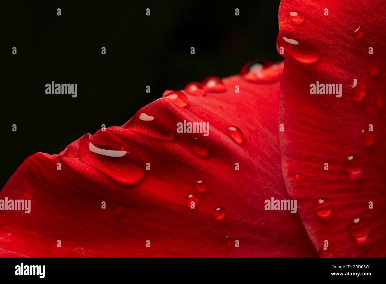 Waterdrops droplet hi-res stock photography and images - Alamy