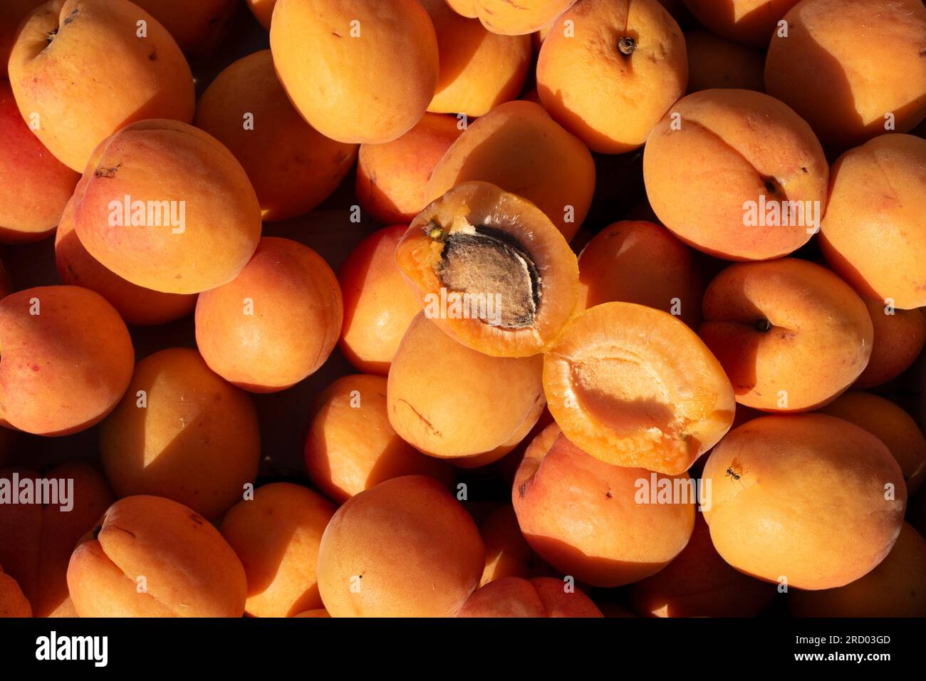 Apricots pattern hi-res stock photography and images - Alamy