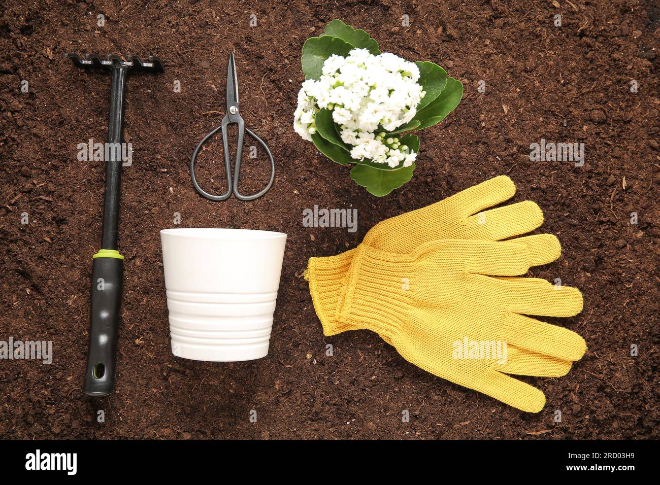Different gardening tools and plant in garden Stock Photo - Alamy