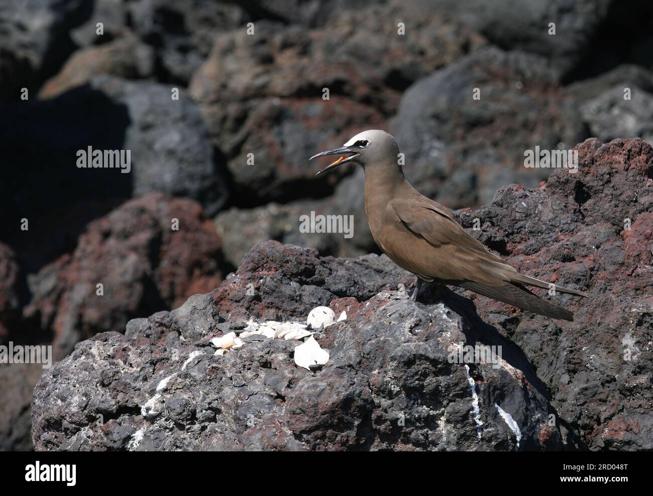 Common Brown Noddy, Anous (stolidus) stolidus, in the central Atlantic ...