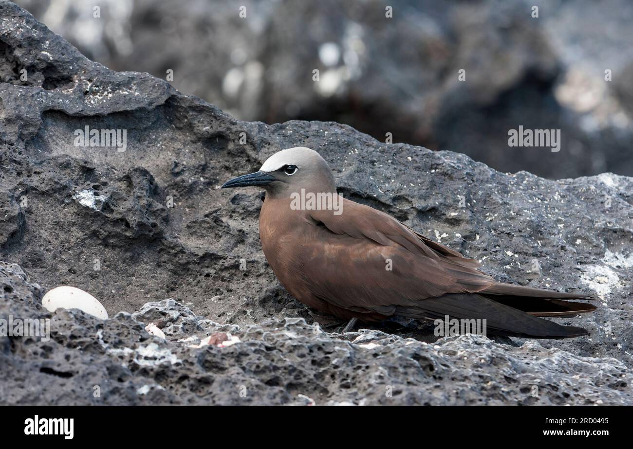 Common Brown Noddy, Anous (stolidus) stolidus, in the central Atlantic ...