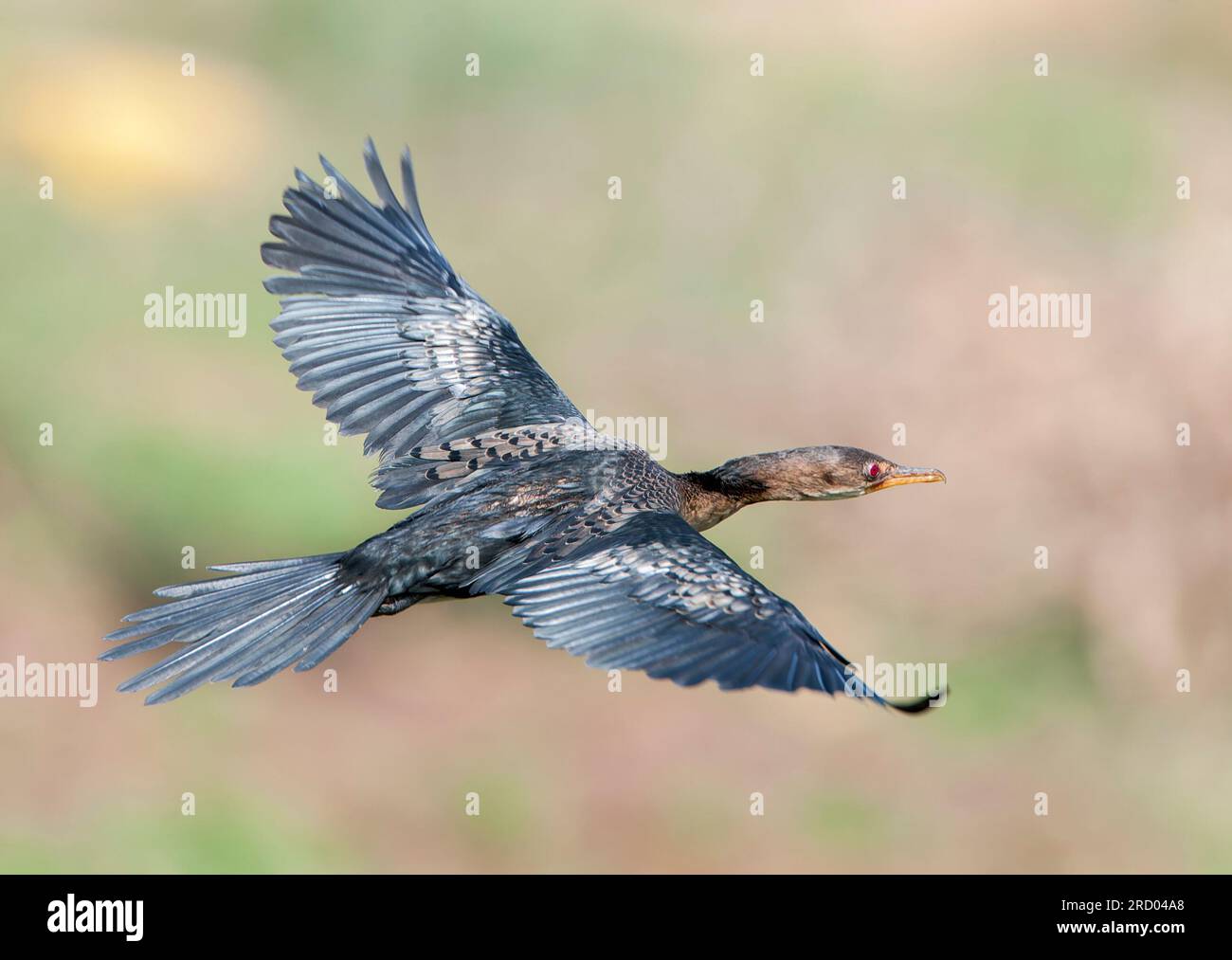 Reed cormorant (Microcarbo africanus), also known as the long-tailed ...