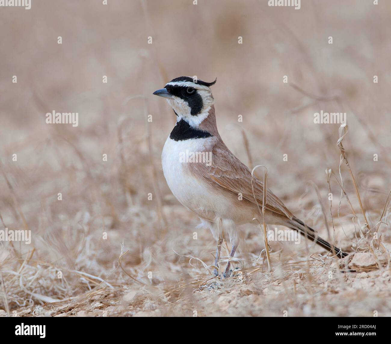 Temminck's Lark (Eremophila bilopha) in breeding habitat in Negev ...
