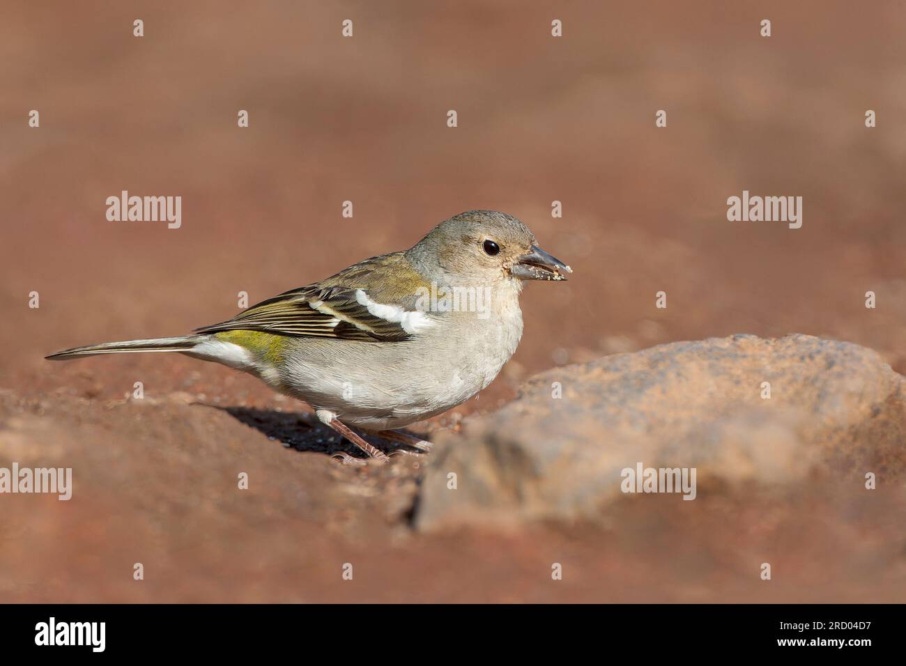 Madeira Chaffinch (Fringilla coelebs maderensis), an island endemic ...