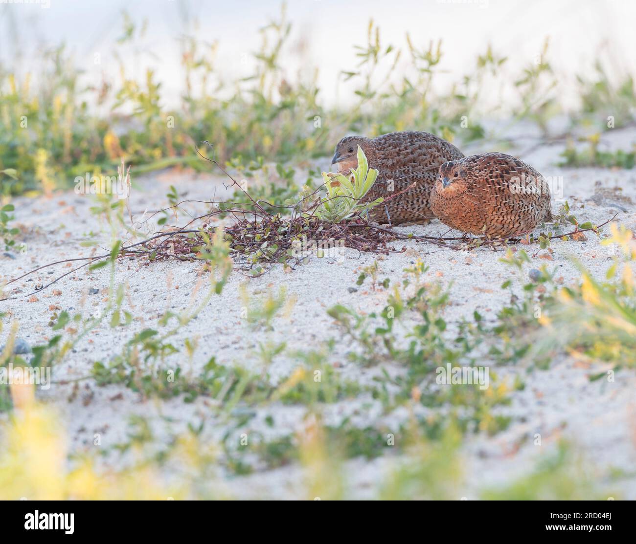 Brown Quail (Synoicus ypsilophorus) in New Zealand. Also known as the ...