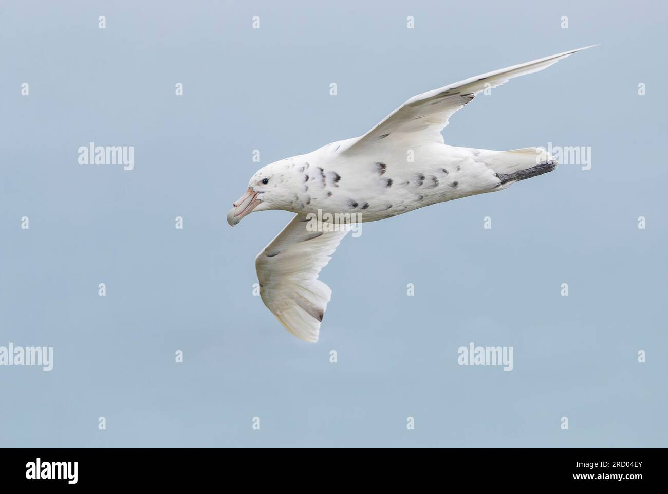 White phase Southern Giant Petrel (Macronectes giganteus) flying over ...
