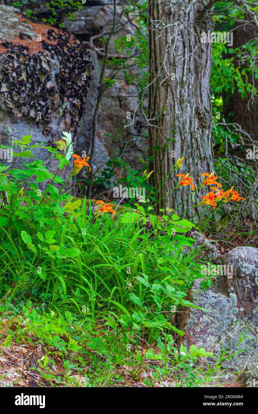 Lakeside rocks and flowers in the Muskoka district of Ontario Canada ...