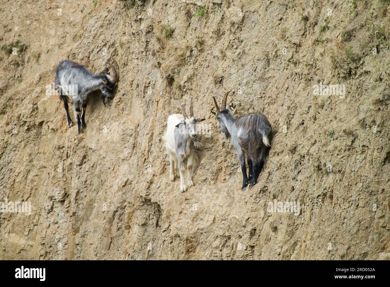 Three goats climbing on steep yellow slope Stock Photo - Alamy