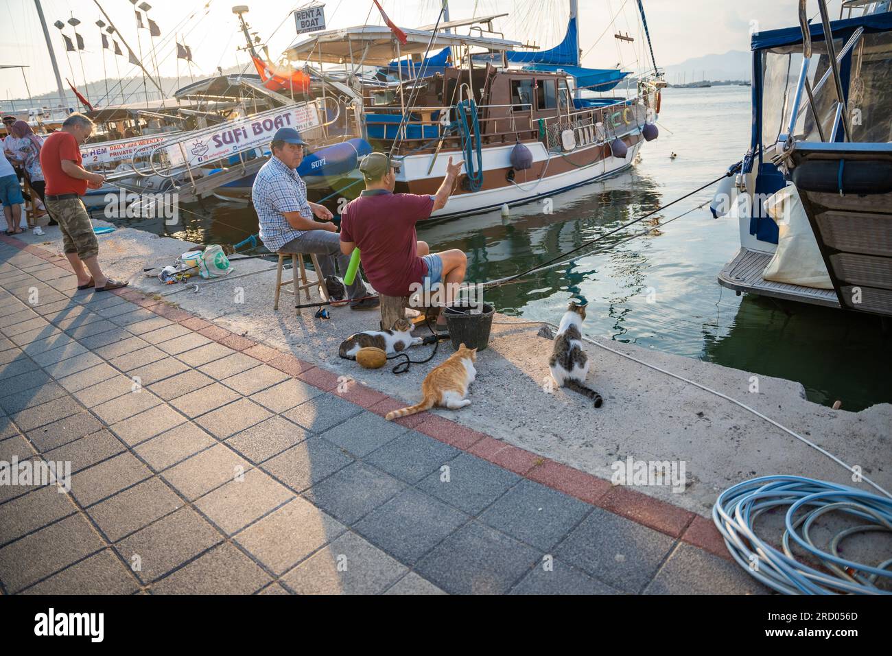 Fethiye, Turkey - June 9, 2023: Cats waiting for fish near the ...