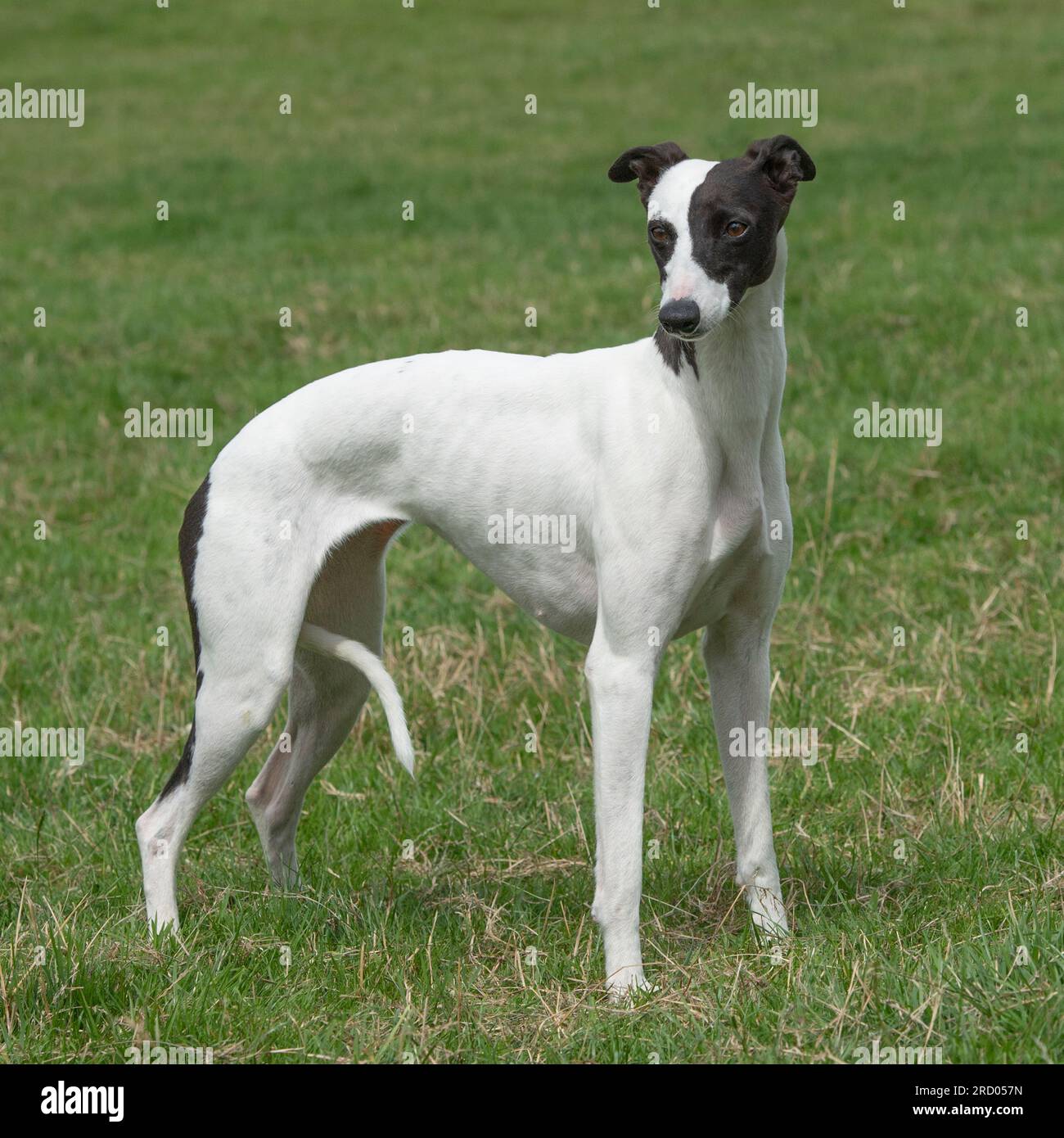 whippet dog full body Stock Photo - Alamy