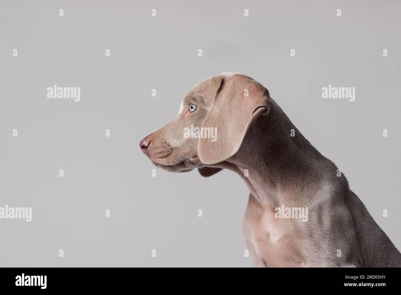 Portrait de weimaraner hi-res stock photography and images - Alamy