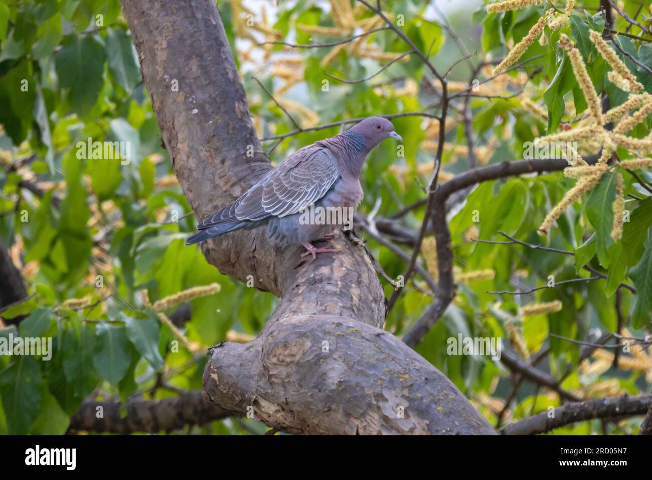 Wild dove known as "pombão" or "asa branca" or "pomba carijó ...
