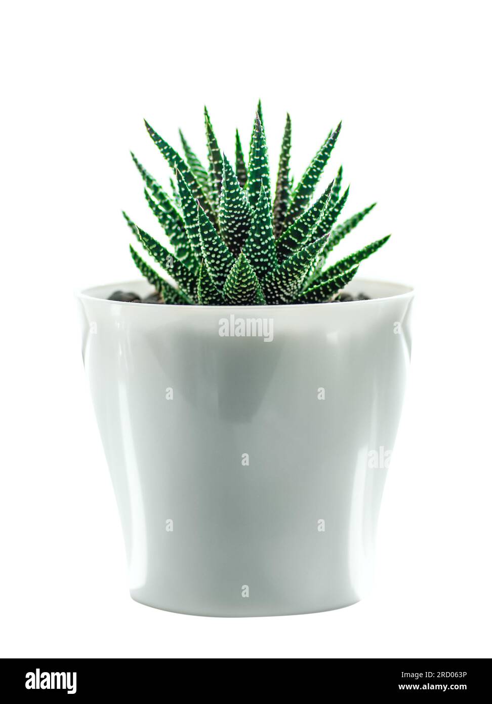 Small aloe plant in white pot isolated on white Stock Photo - Alamy