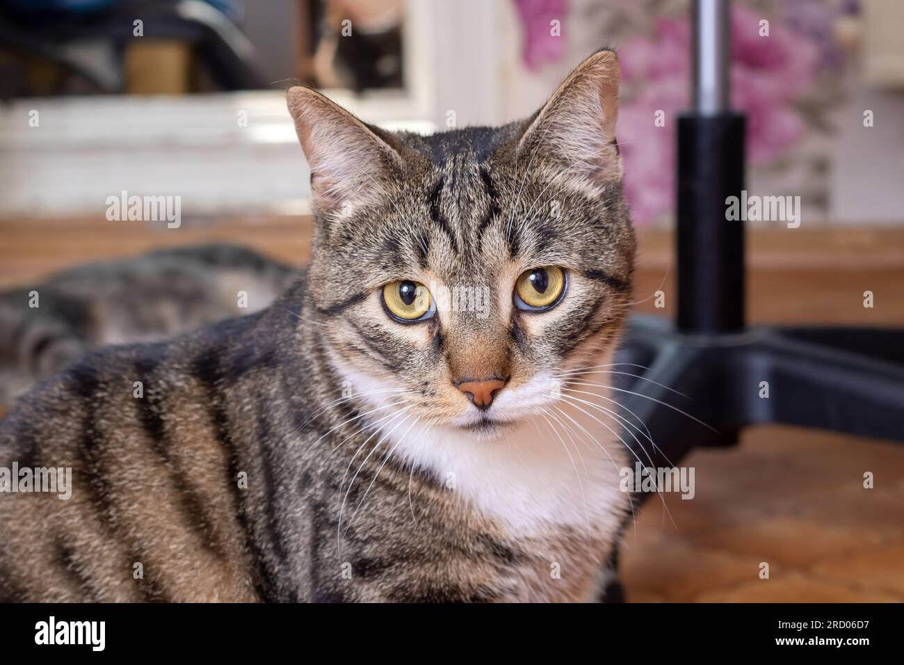 Sad fluffy cat lies on hi-res stock photography and images - Alamy