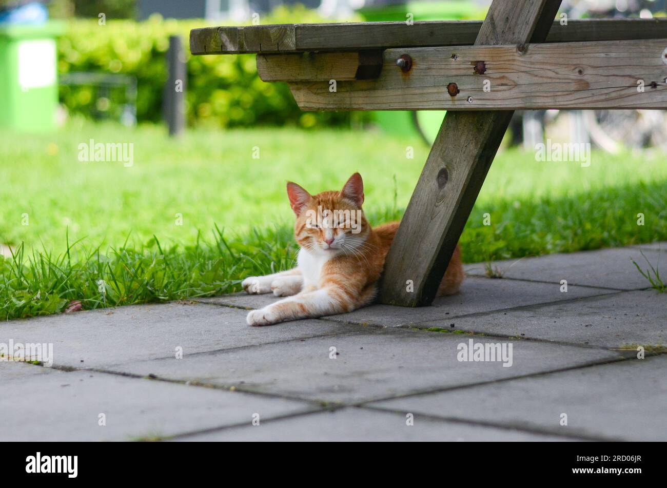 Cute ginger cat taking a nap on the backyard Stock Photo - Alamy