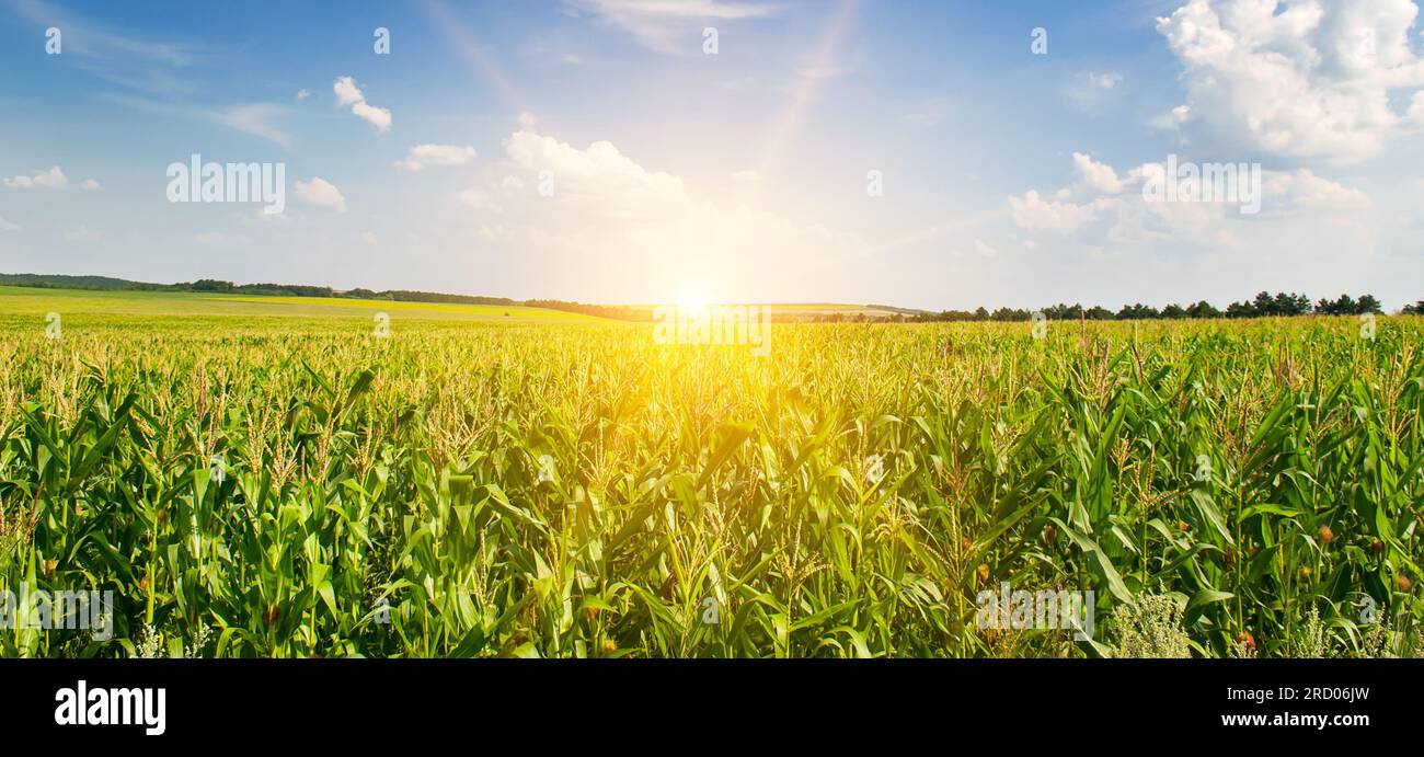Corn field and beautiful sunrise. Wide photo Stock Photo - Alamy