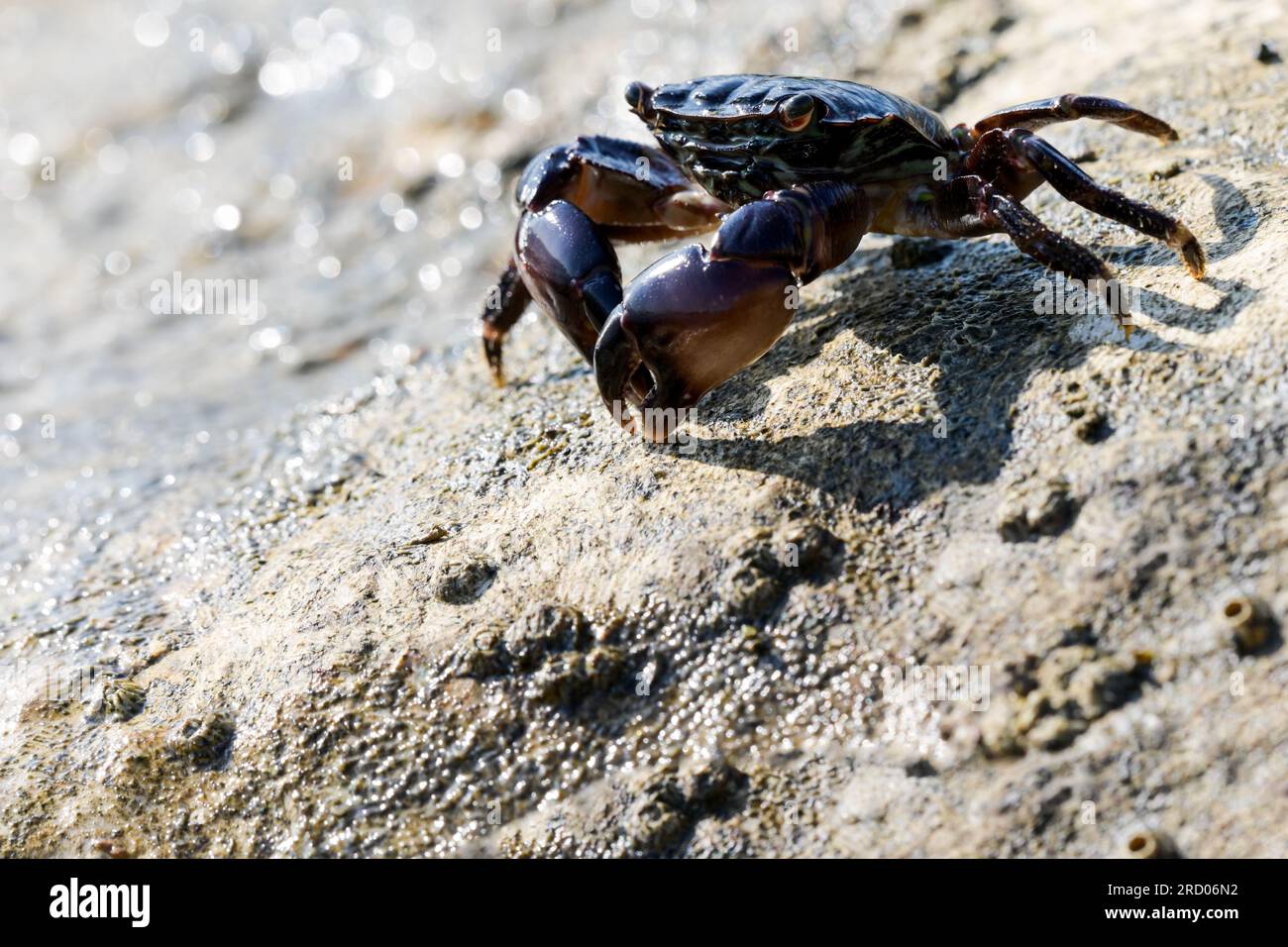 Close up of a saltwater crab crayfish sitting in the sun on a stone ...